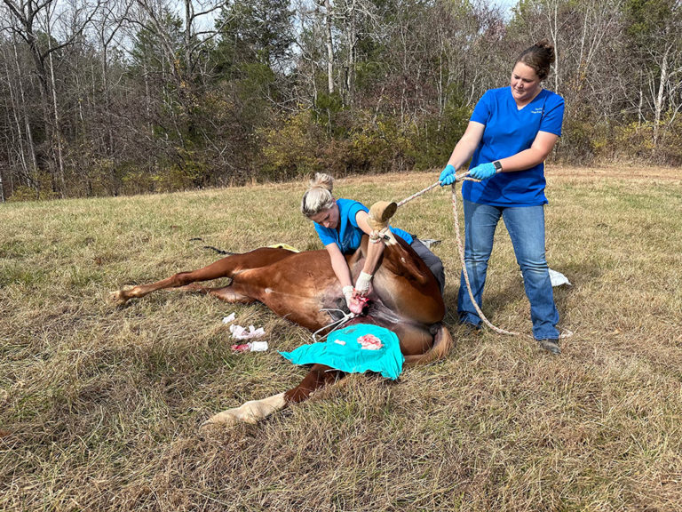Castration - Rocky Valley Veterinary Service